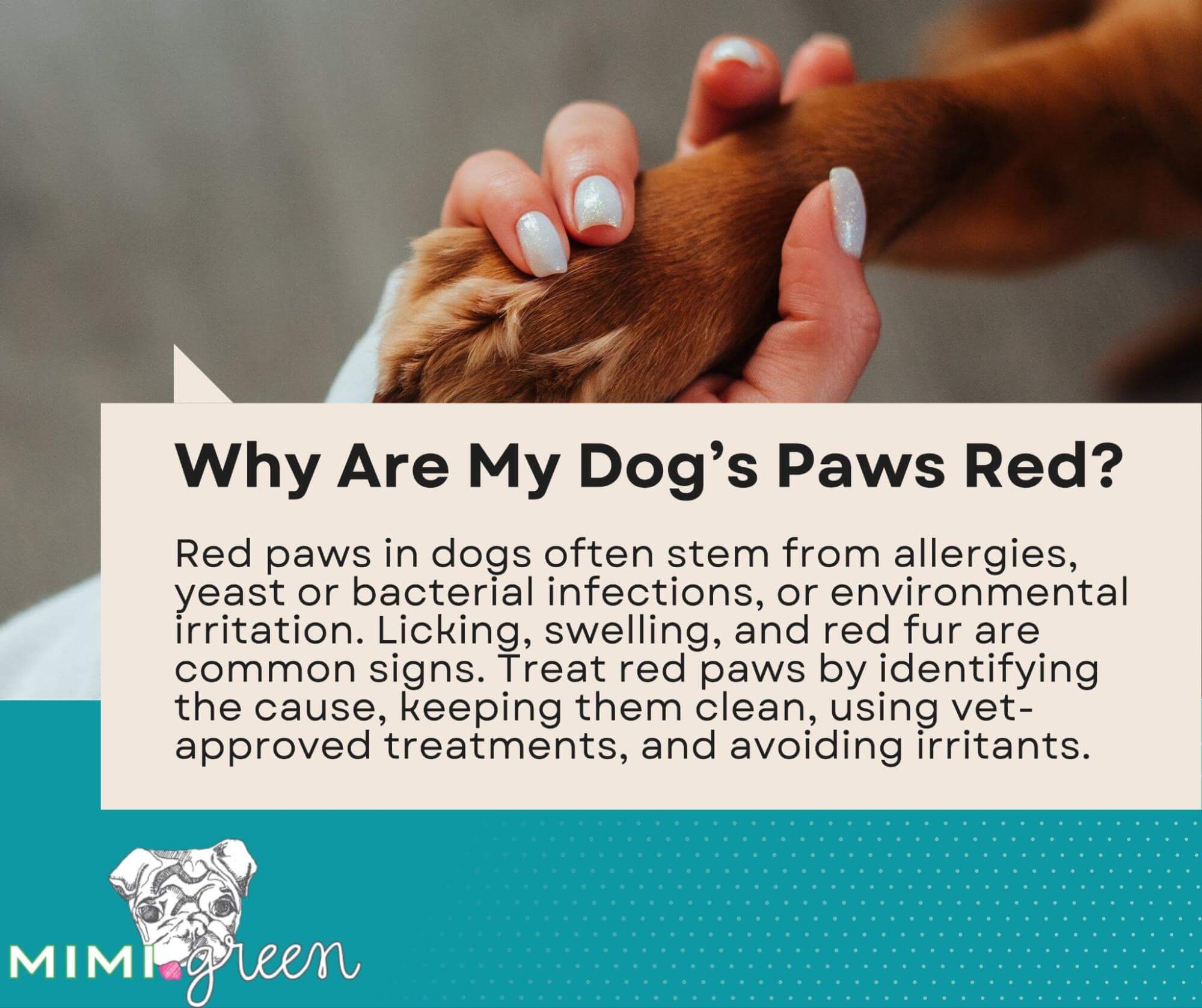 Why Are My Dog’s Paws Red? Causes, Signs & Solutions