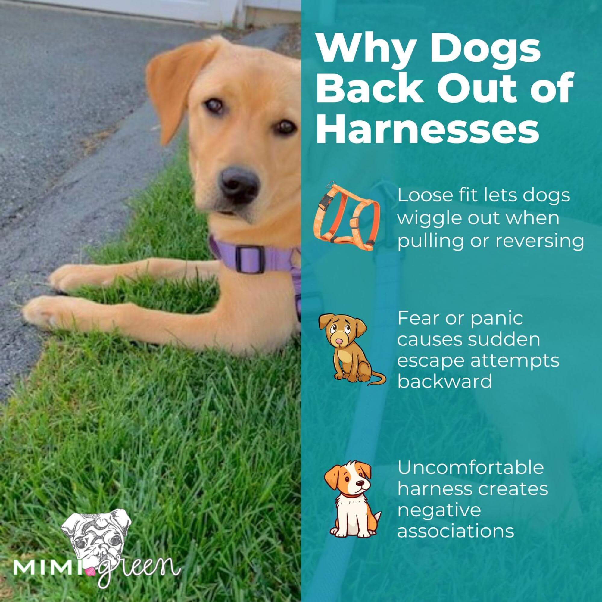 Dog Backing Out Of Harness | How To Prevent It