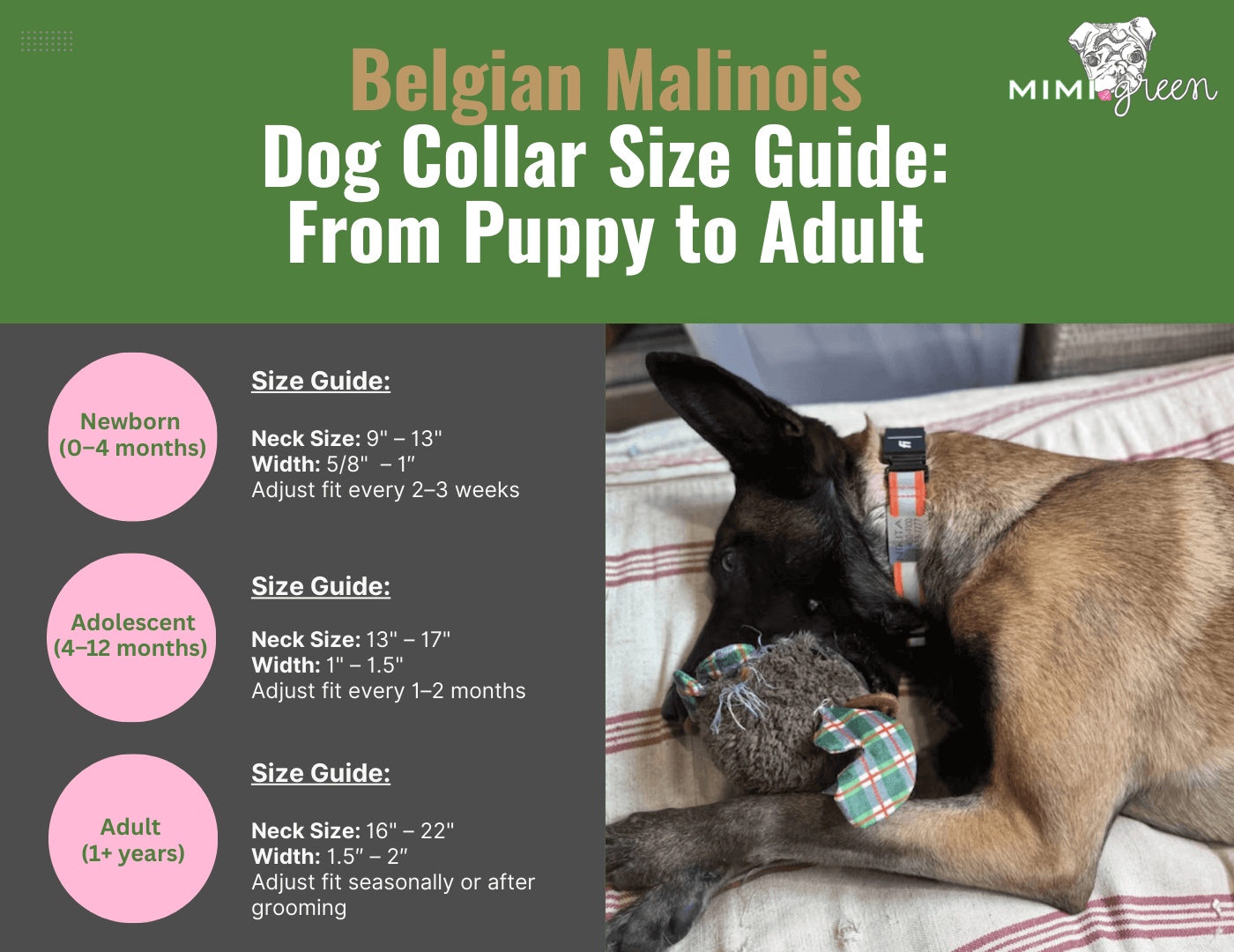 Top Dog Collars for Belgian Malinois | Durable & Custom Fit Options