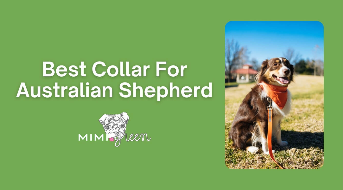 Best Collars for Australian Shepherds | Handmade Comfort & Style