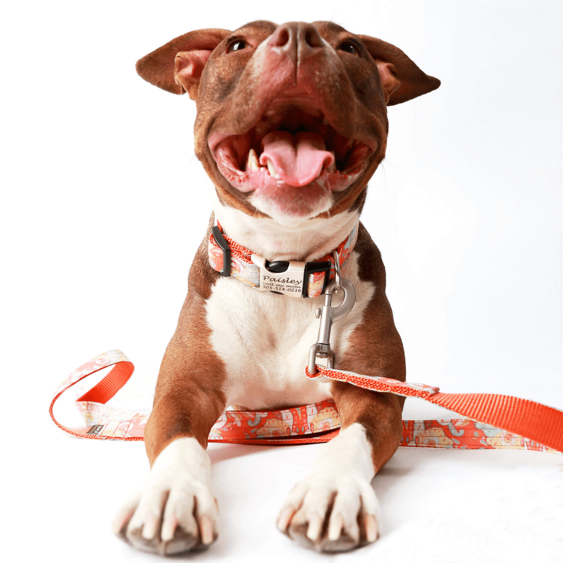 Stop Dog Pulling on Leash When Excited | Guide