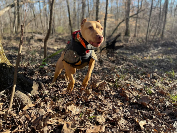 Best Hunting Dog Tracking Collars (Full Guide)