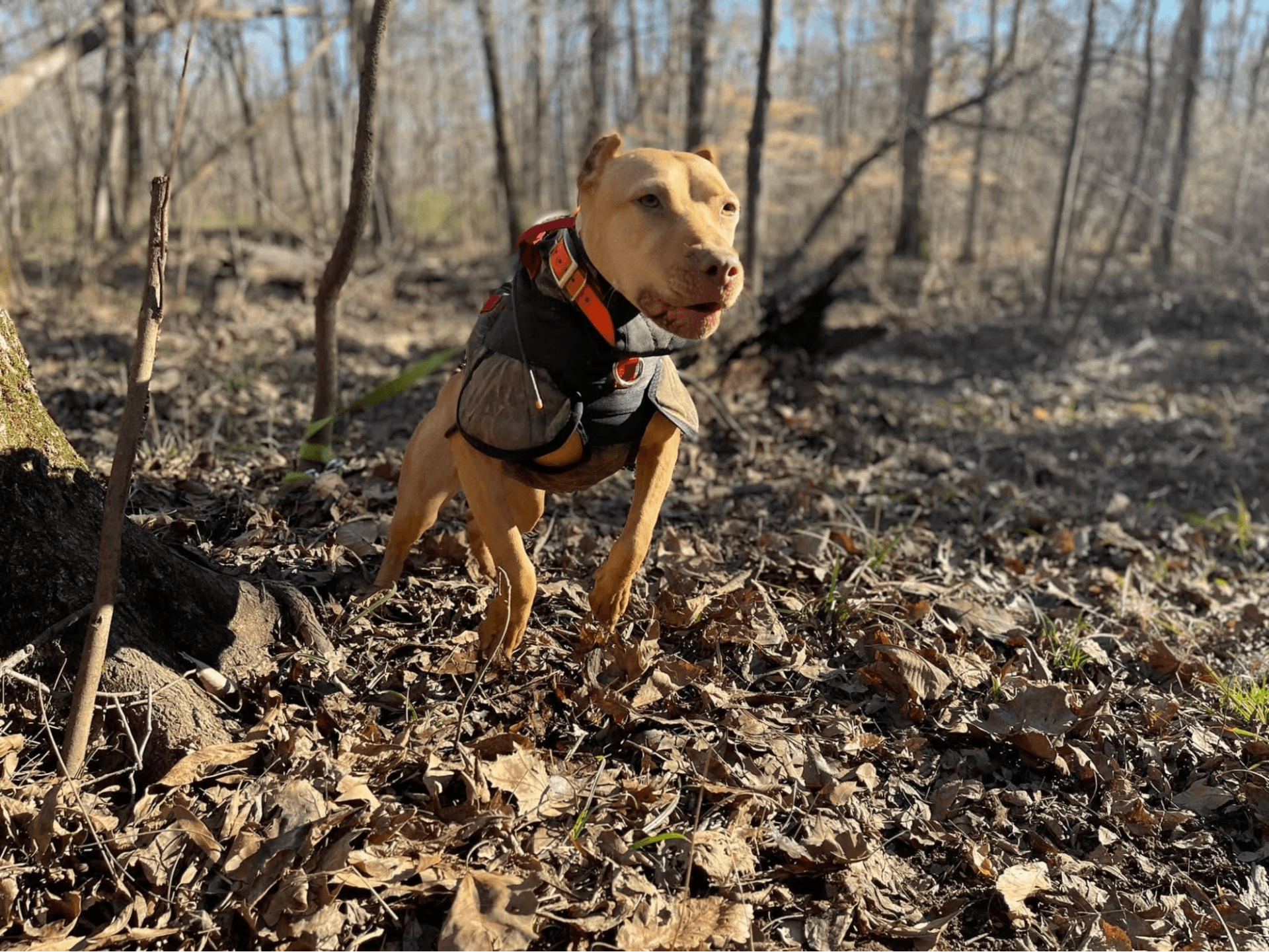 Best Hunting Dog Tracking Collars (Full Guide)