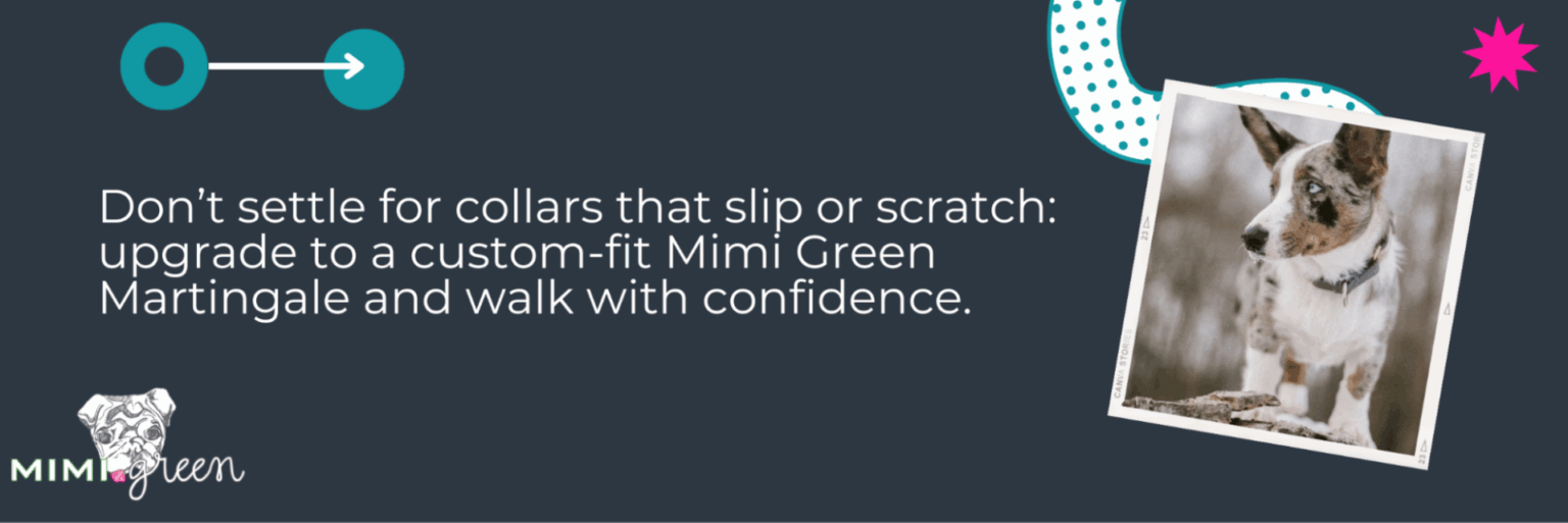 Best Collar for Pembroke Welsh Corgi | Secure & Stylish Fit