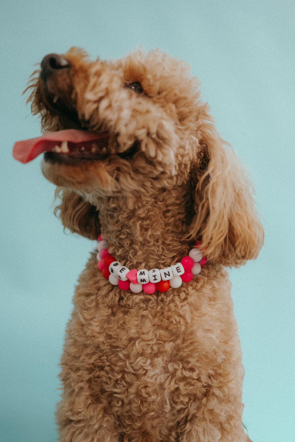 Fi Compatible 'Be Mine' Beaded Dog Collar | Valentine's Day