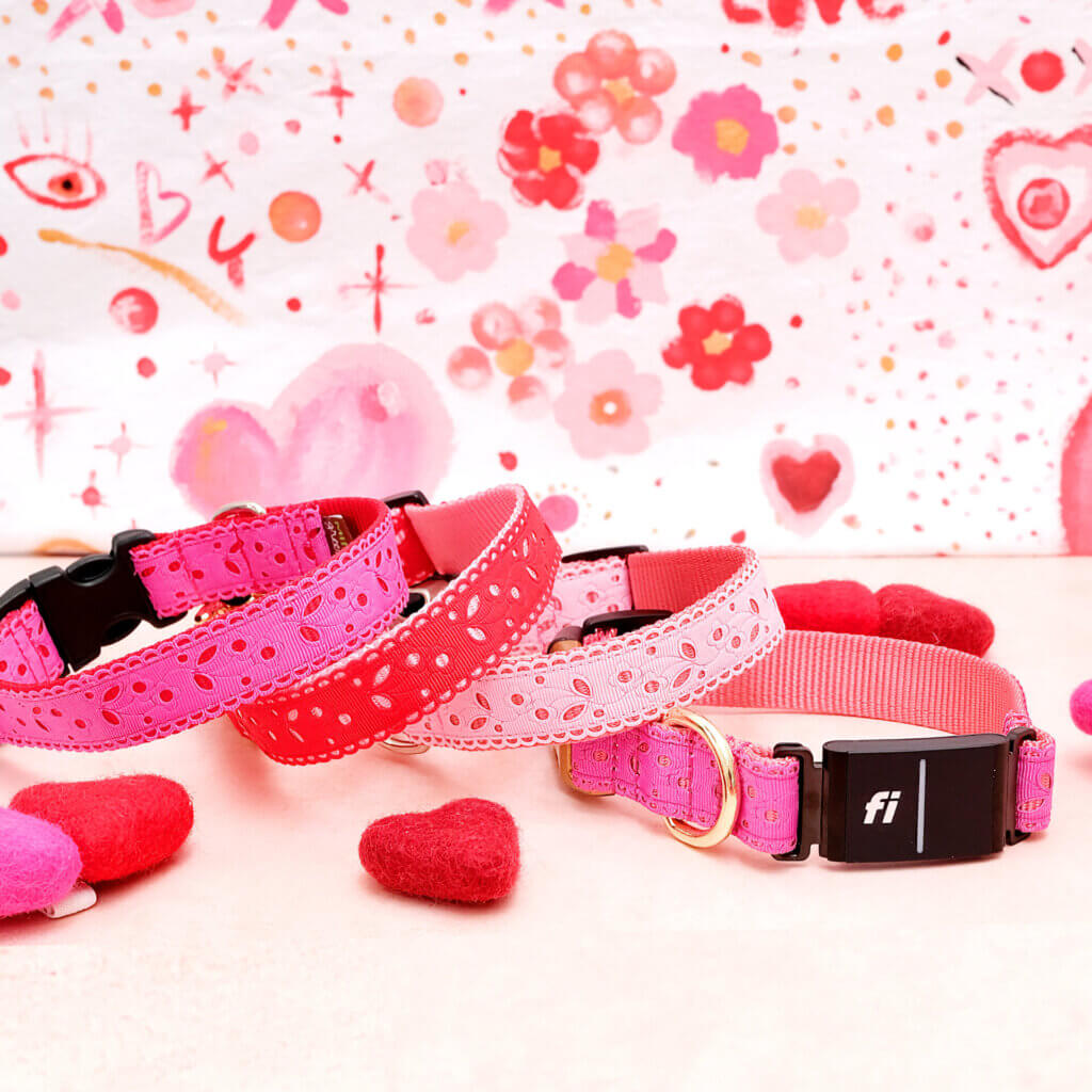 Valentines Dog Collars | Fi Compatible | Style Options