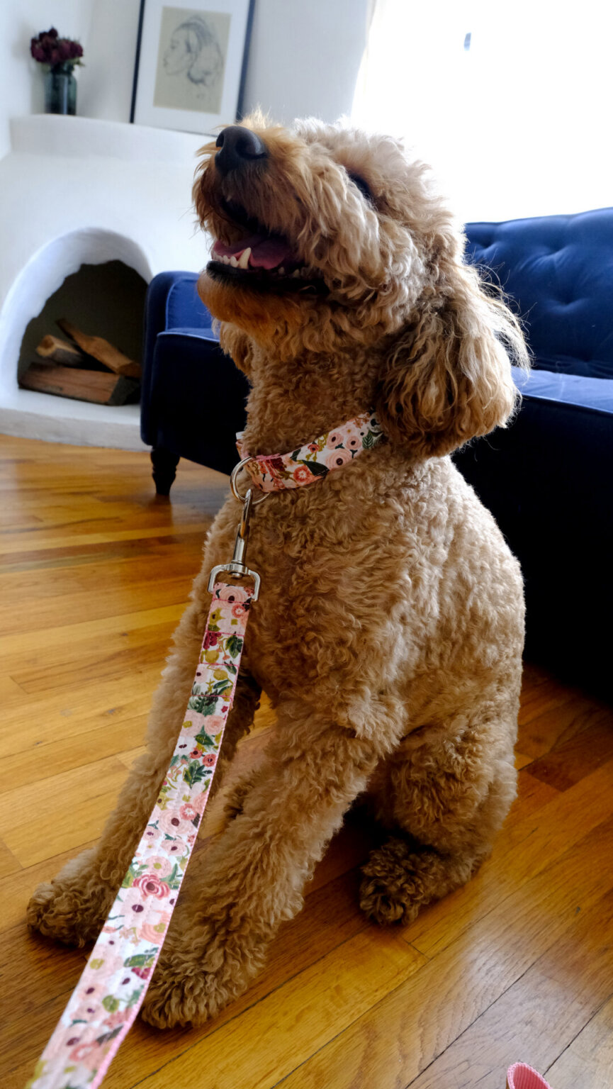 'Petite Rose' Floral Dog Collar – Two Colors to Choose From